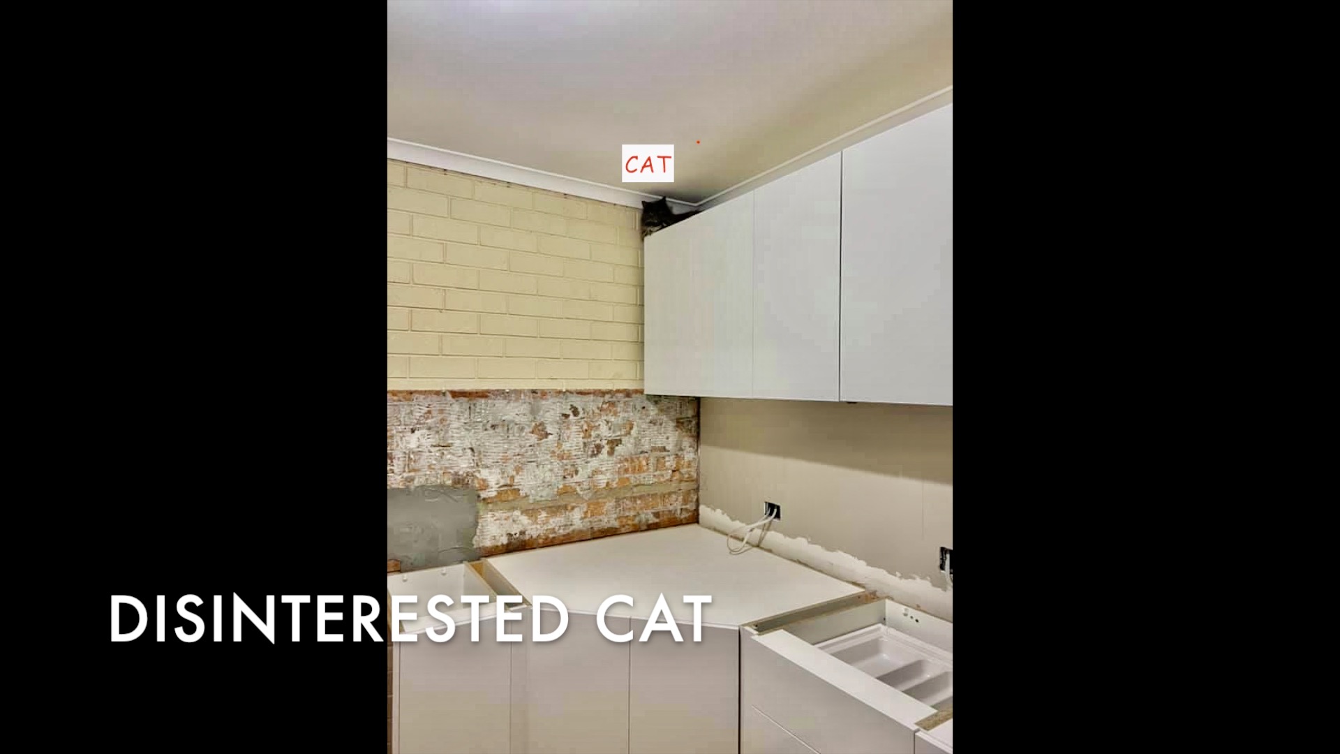 Video - Disinterested Cats - Planet Maynard